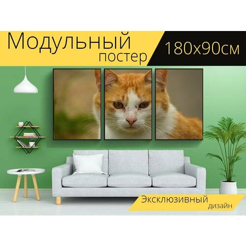 Модульный постер "Кот, блондинка, имбирь" 180 x 90 см. для интерьера