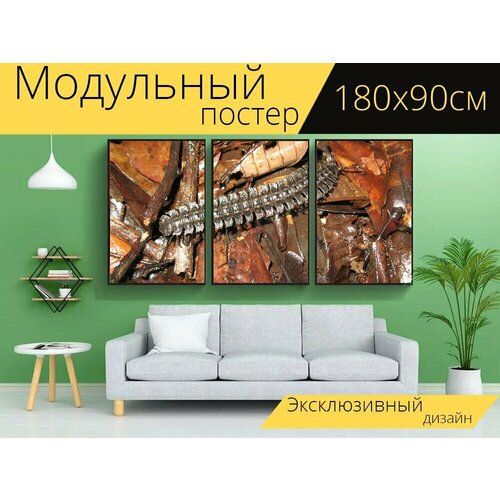 Модульный постер "Мириапода, многоножки, сороконожки" 180 x 90 см. для интерьера