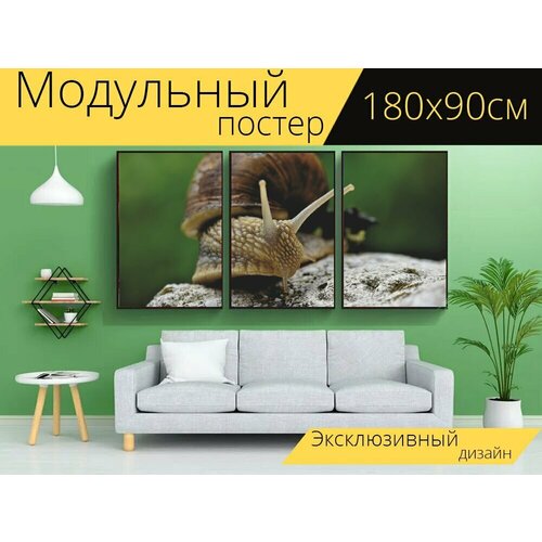 Модульный постер "Улитка, оболочка, моллюск" 180 x 90 см. для интерьера