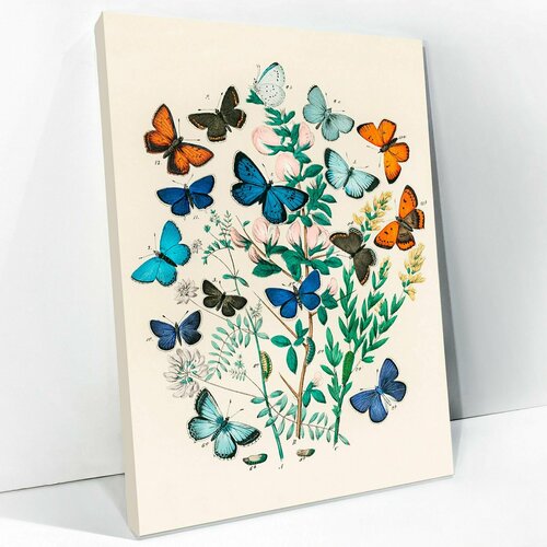 Картина Бабочки, цветы, растения рисунок из иллюстрации на холсте 40х60см