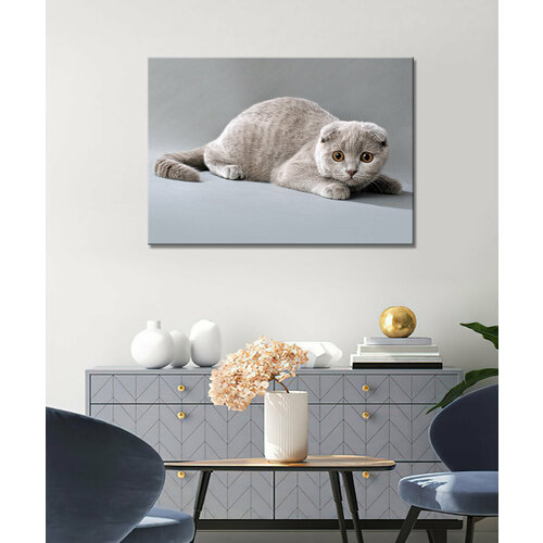 Картина - кошка, шотландская вислоухая кошка, домашняя кошка, ласковая кошка, кот (231) 30х40