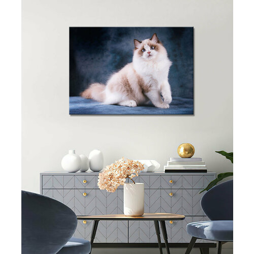 Картина - кошка, рэгдолл, домашняя кошка, ласковая кошка, кот (259) 20х30