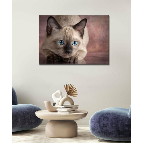 Картина - кошка, сиамская кошка, домашняя кошка, ласковая кошка, короткошерстная кошка, котёнок, кот (88) 20х30