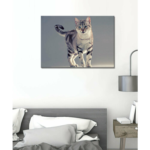 Картина - кошка, американская короткошёрстная кошка, домашняя кошка, ласковая кошка, кот (193) 50х70