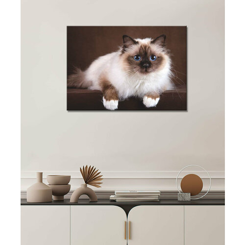 Картина - бирманская кошка, кот, белая шерсть, пушистая кошка, ласковая кошка (12) 30х40