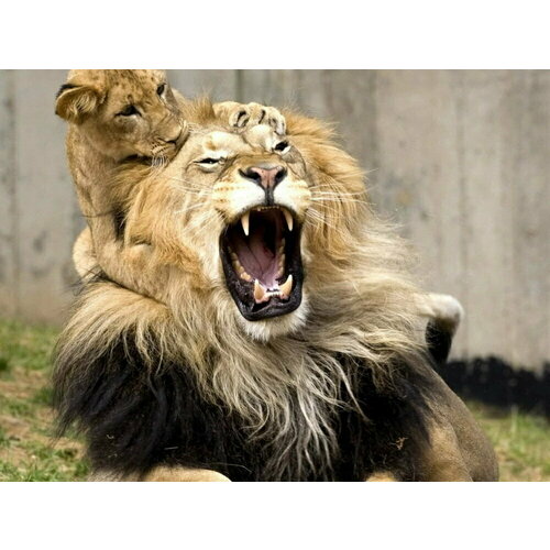 Плакат, постер на бумаге Lion and Lioness/Лев и львица/животные. Размер 42 х 60 см