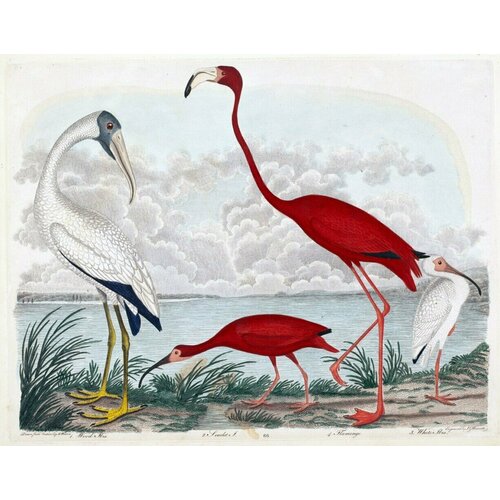 Плакат, постер на холсте wood ibis, scarlet ibis, flamingo/Вуд ибис, алый ибис, фламинго. Размер 30 на 42 см