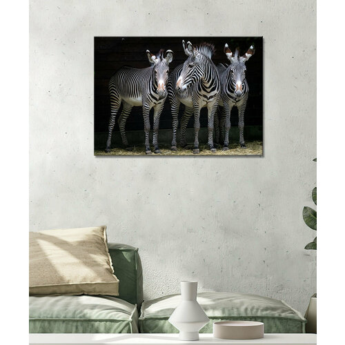 Картина - Зебры, полосатая зебра, красивая зебра (38) 30х40