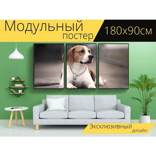 Модульный постер "Бигль, собака, животное" 180 x 90 см. для интерьера