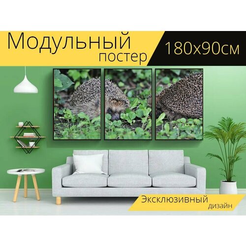 Модульный постер "Ежи, животные, млекопитающие" 180 x 90 см. для интерьера