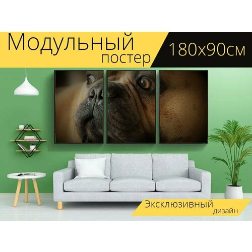Модульный постер "Французский бульдог, собака, бульдог" 180 x 90 см. для интерьера