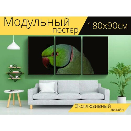 Модульный постер "Кольчатый попугай, волнистый попугайчик, птицы" 180 x 90 см. для интерьера