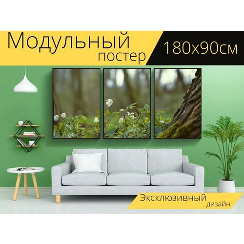 Модульный постер "Анемоны, древесные анемоны, лесной анемон" 180 x 90 см. для интерьера