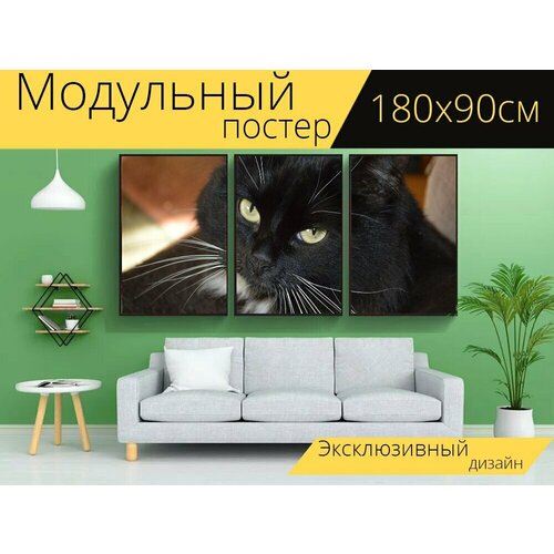 Модульный постер "Кот, кошка, кошачий взгляд" 180 x 90 см. для интерьера