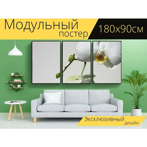 Модульный постер "Орхидея, бутон, белый" 180 x 90 см. для интерьера