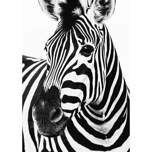 Плакат, постер на холсте зебра. Портрет. Картина. Размер 30 х 42 см