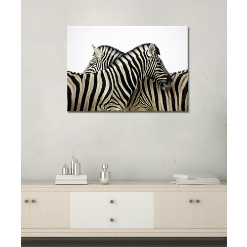 Картина - Зебры, полосатая зебра, красивая зебра, зебры обнимаются (28) 60х80