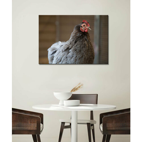 Картина - Курица, курицы, курочка, петух, петухи, красивые породы куриц (15) 20х30