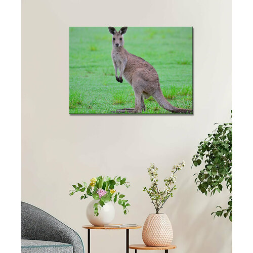 Картина - кенгуру, маленький кенгуру, кенгуру на траве, кенгуру в природе, длинноухий кенгуру (26) 60х80