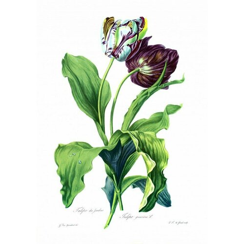 Плакат, постер на бумаге RB Botanical-Tulips/Тюльпаны. Размер 21 на 30 см