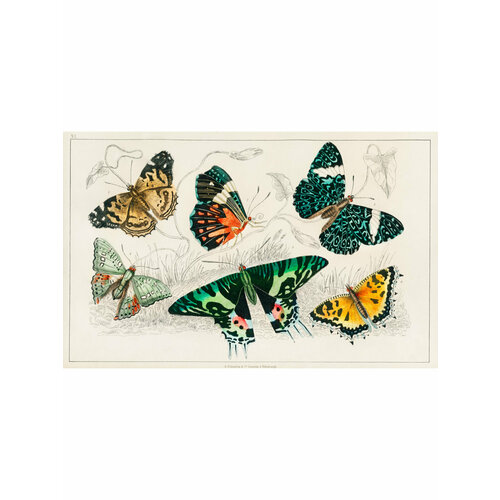 Плакат, постер на бумаге Коллекция различных бабочек. Размер 21 х 30 см
