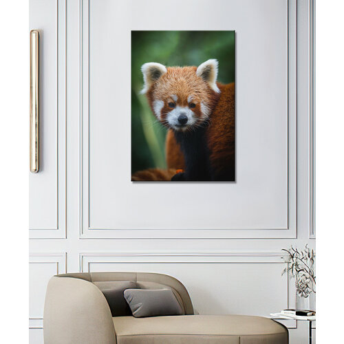 Картина - Красная панда, панда красная, панда, рыжая панда (11) 60х80