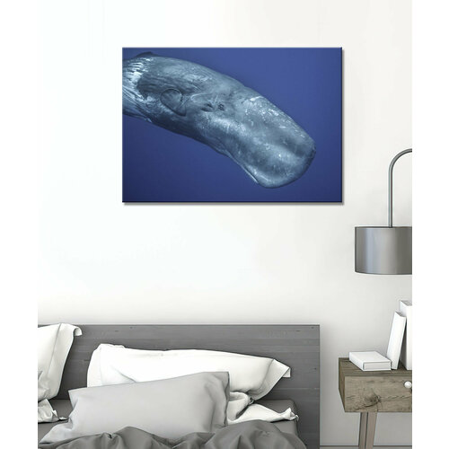 Картина - Кашалот, китообразные кашалоты, кашалот в океане (13) 20х30