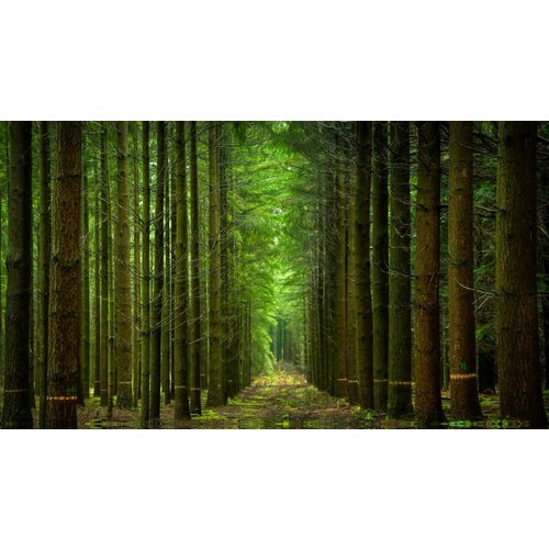 Картина на холсте 60x110 Альянс Лес "Деревья природа лес" на подрамнике / интерьер/ декор