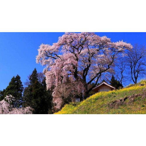 Картина на холсте 60x110 Альянс Лес "Япония сакура японская вишня" на подрамнике / интерьер/ декор