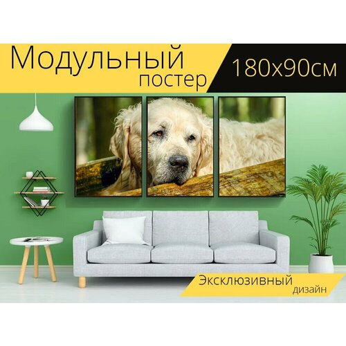 Модульный постер "Золотистый ретривер, собака, ретривер" 180 x 90 см. для интерьера