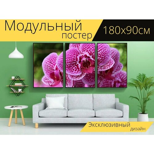 Модульный постер "Фаленопсис, фиолетовый, орхидея" 180 x 90 см. для интерьера