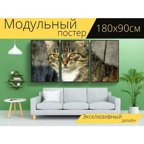 Модульный постер "Кошка, европейская короткошерстная, животное" 180 x 90 см. для интерьера
