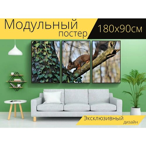 Модульный постер "Белка, дубовый котенок, грызун" 180 x 90 см. для интерьера