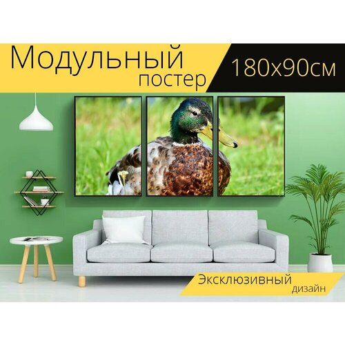 Модульный постер "Кряква, утка, водоплавающая птица" 180 x 90 см. для интерьера