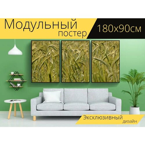 Модульный постер "Пшеница, пшеничное поле, колосья пшеницы" 180 x 90 см. для интерьера
