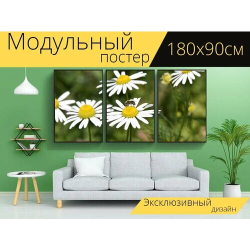 Модульный постер "Цветок, цветы маргаритки, лепестки" 180 x 90 см. для интерьера