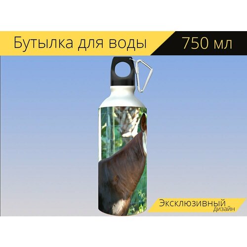 Бутылка фляга для воды "Окапи, животное, браун" 750 мл. с карабином и принтом