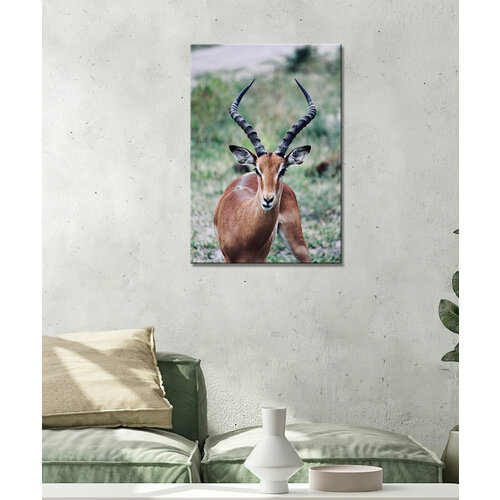 Картина - коричневая антилопа, антилопа с черными рогами 50х70