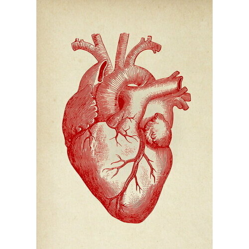Плакат, постер на бумаге анатомия человека. Сердце. Размер 42 х 60 см