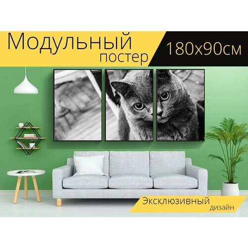 Модульный постер "Кот, чб, британец" 180 x 90 см. для интерьера