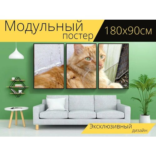 Модульный постер "Рыжий кот, зеленые глаза, кошачий" 180 x 90 см. для интерьера