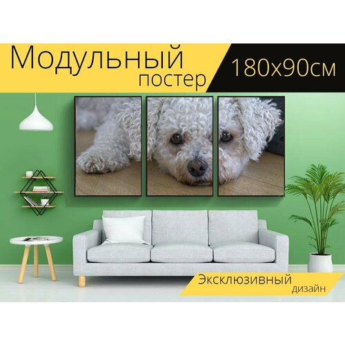 Модульный постер "Собака, бишон фризе, бишон" 180 x 90 см. для интерьера