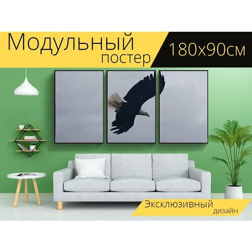 Модульный постер "Лысый, орел, птица" 180 x 90 см. для интерьера