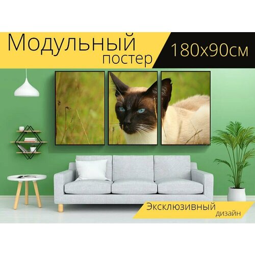 Модульный постер "Кот, сиамский, кошка породы" 180 x 90 см. для интерьера