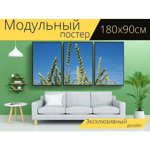 Модульный постер "Колосья пшеницы, пшеничное поле, пшеница" 180 x 90 см. для интерьера
