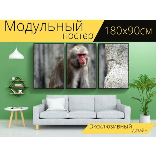 Модульный постер "Обезьяна, зоопарк, глупый" 180 x 90 см. для интерьера