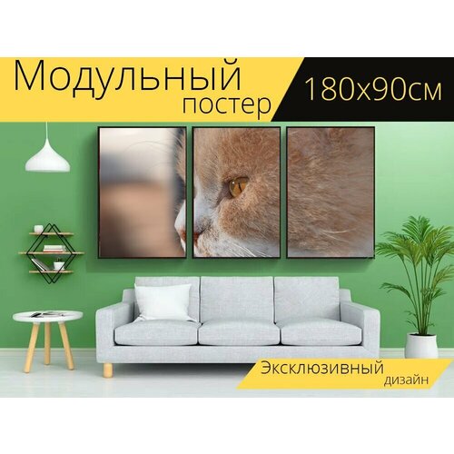Модульный постер "Кот, голова, морда кошки" 180 x 90 см. для интерьера