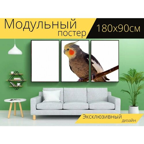Модульный постер "Птица, корелла, попугай" 180 x 90 см. для интерьера