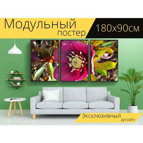 Модульный постер "Морозник, цветок, весна" 180 x 90 см. для интерьера
