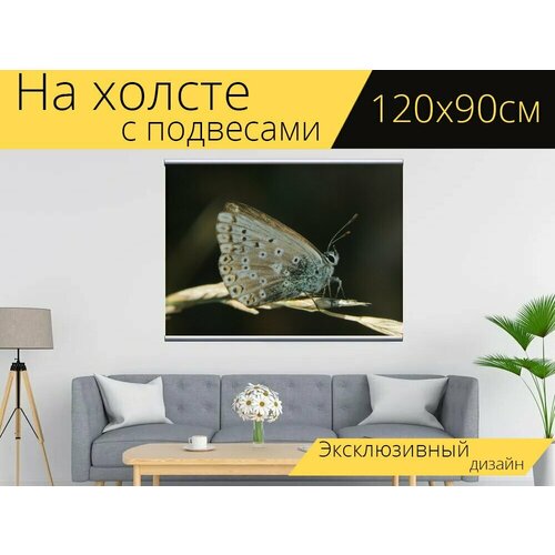 Картина на холсте "Бабочки, в, насекомые" с подвесами 120х90 см. для интерьера